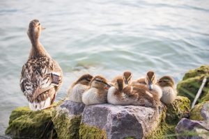Significado de soñar con patos en Clinicaunr.org
